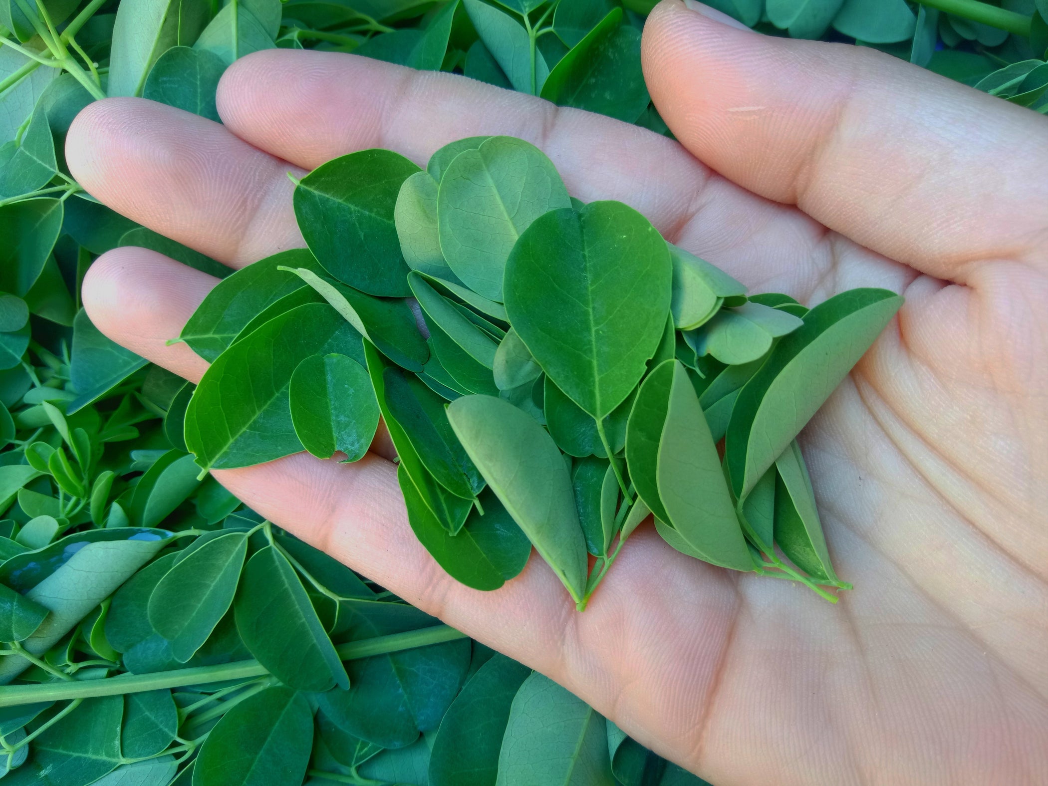 What Gives Moringa Its Bitter Taste? - Kuli Kuli Foods