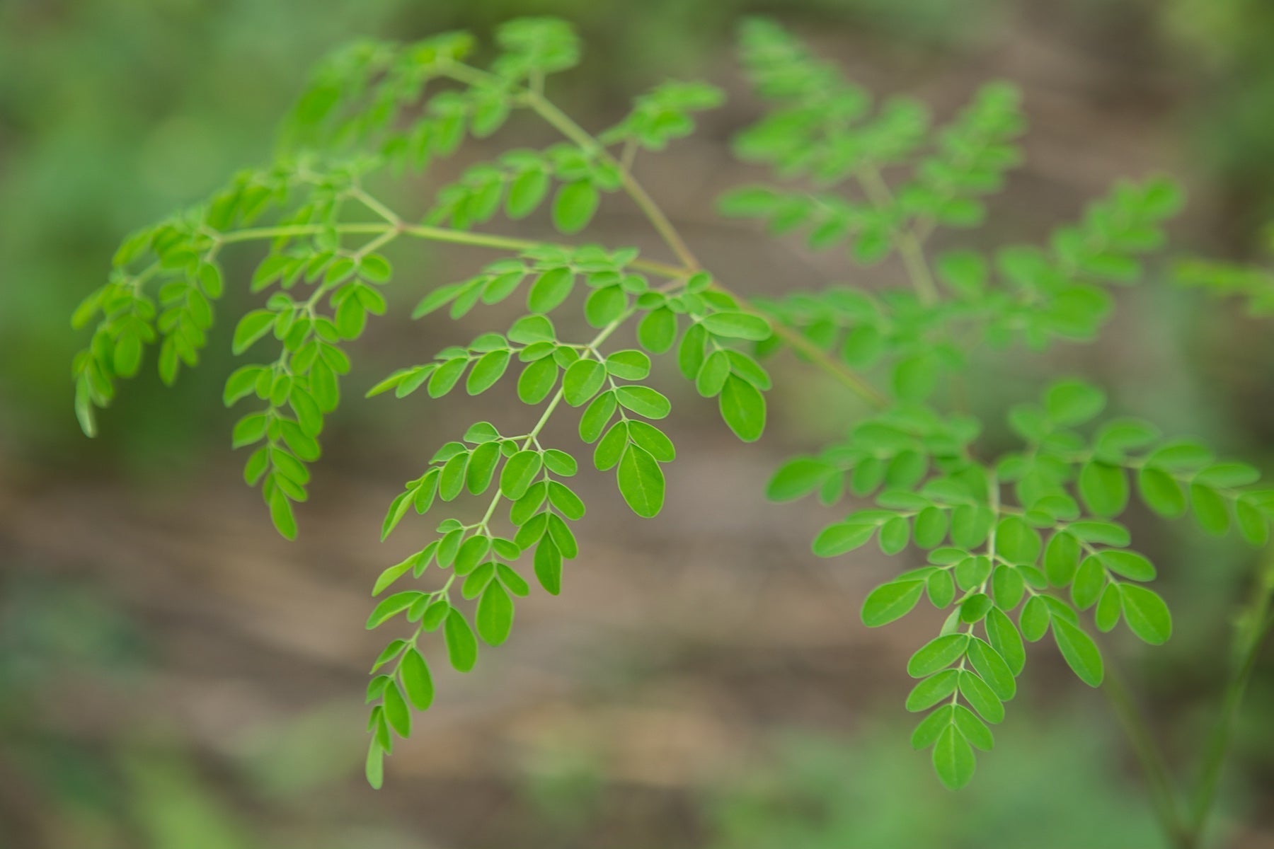 What are the parts of a moringa tree and their benefits? - Kuli Kuli Foods