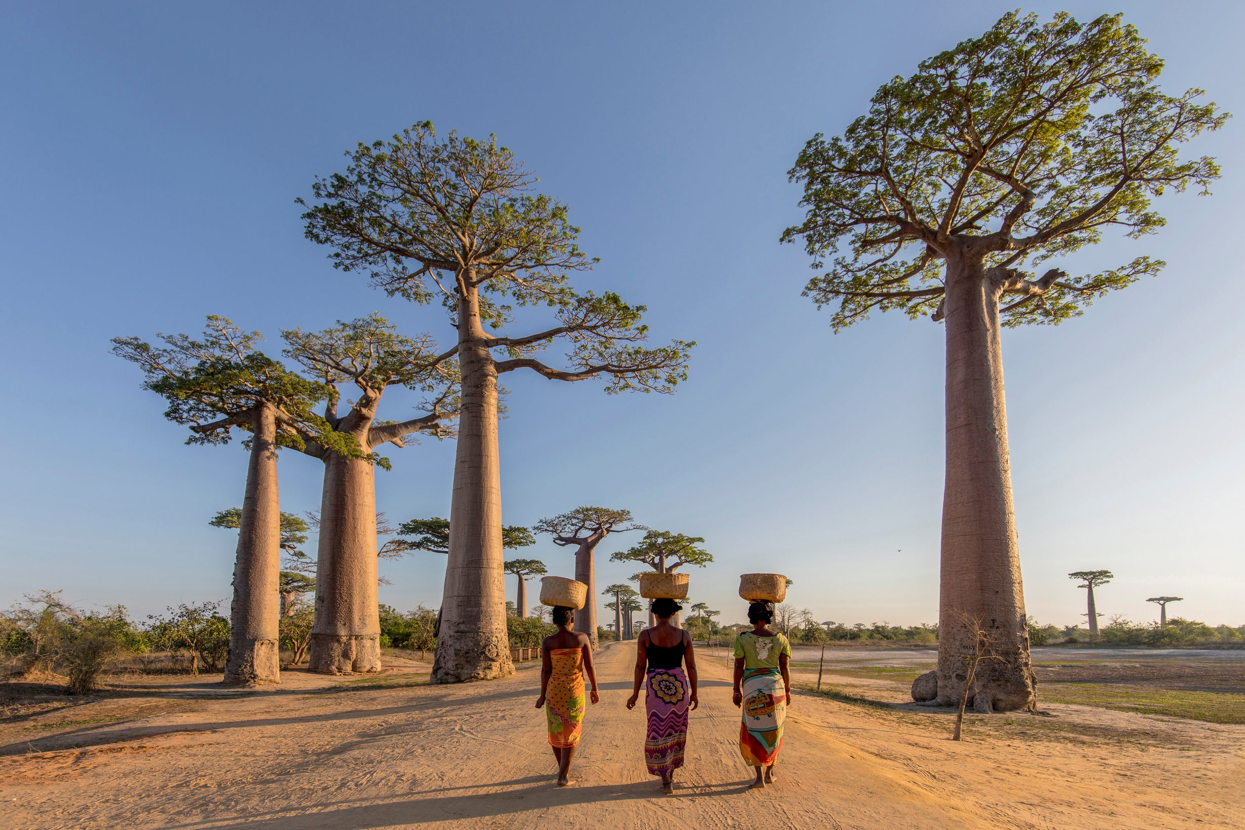 Meet Baobab, The African Superfruit with Powerful Benefits – Kuli Kuli ...